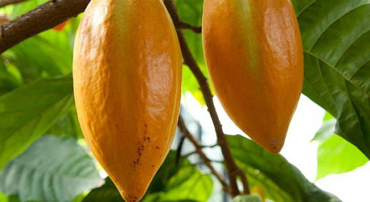 Cacau; Cacaueiro; Chocolate; Theobroma cacao